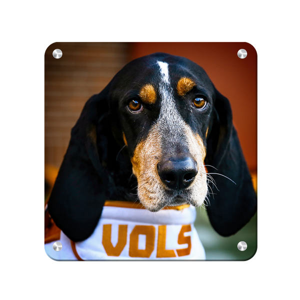 Tennessee Volunteers - TN Smokey Vols - Vol Wall Art